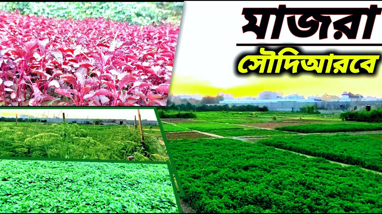 Majra in Saudi Arabia 🇸🇦 | সৌদিআরবে মাজরা কেমন হয় দেখুন | Khalil ...