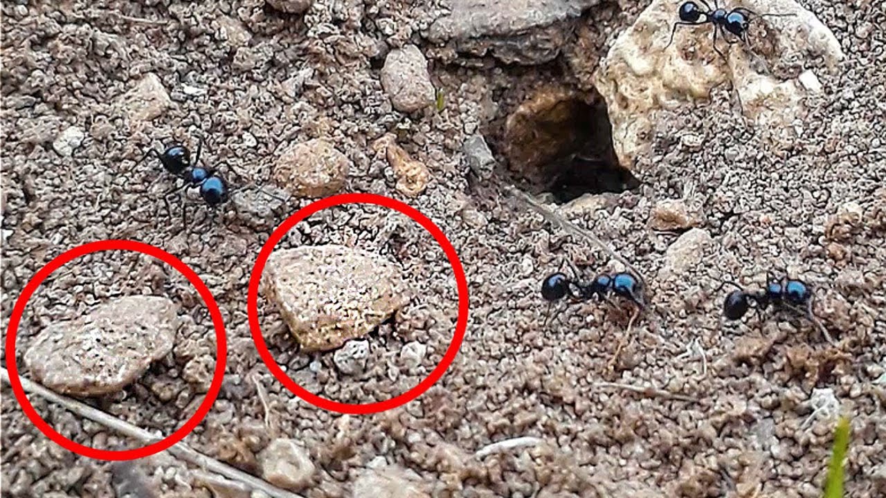 Demonstration de force de la fourmi 🐜💪 - YouTube