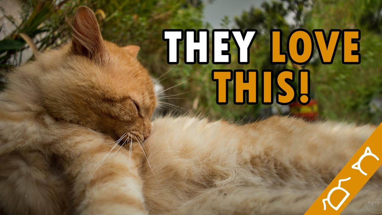 10 Things Cats Love - YouTube