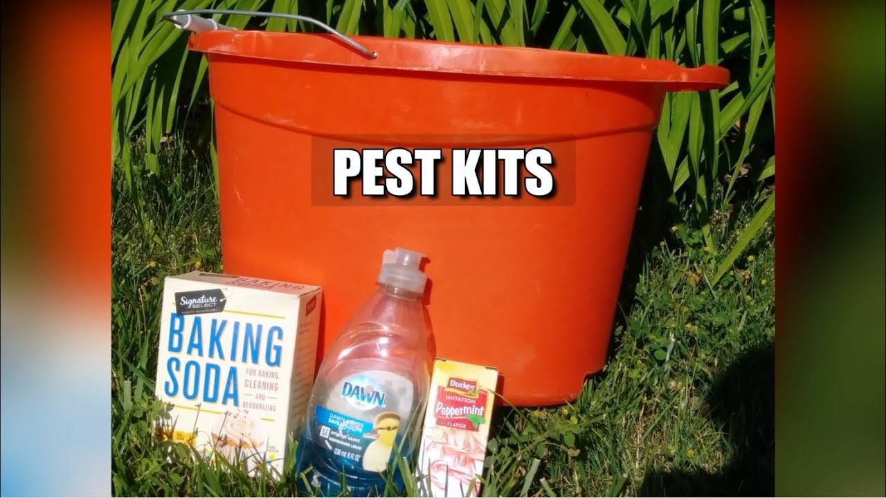 Making a Pesky Pest Kit, with stuff you find in your kitchen! - YouTube
