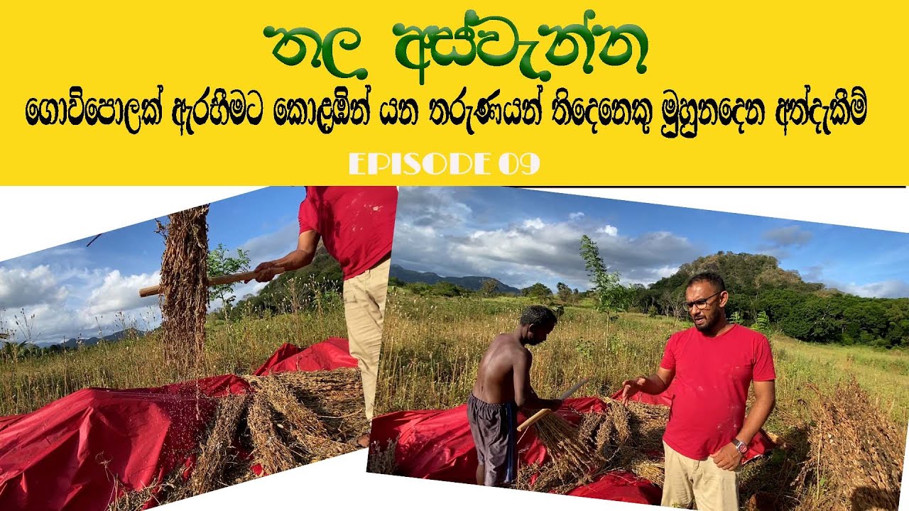 Sesame Harvesting and Processing - YouTube