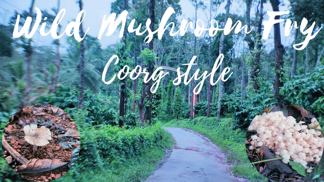 Wild mushroom fry Coorg style| Wild Mushrooms during monsoon in Coorg ...
