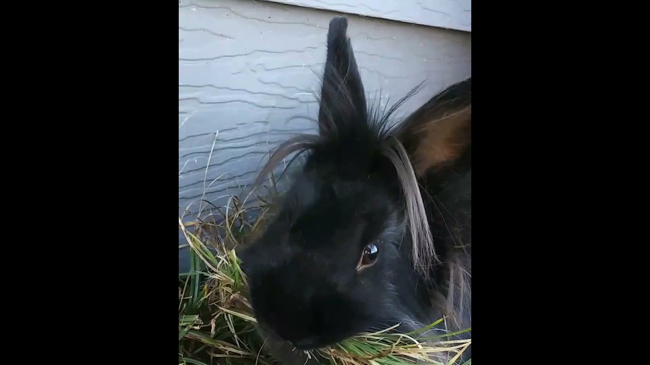 The long haired black rabbit is back - YouTube
