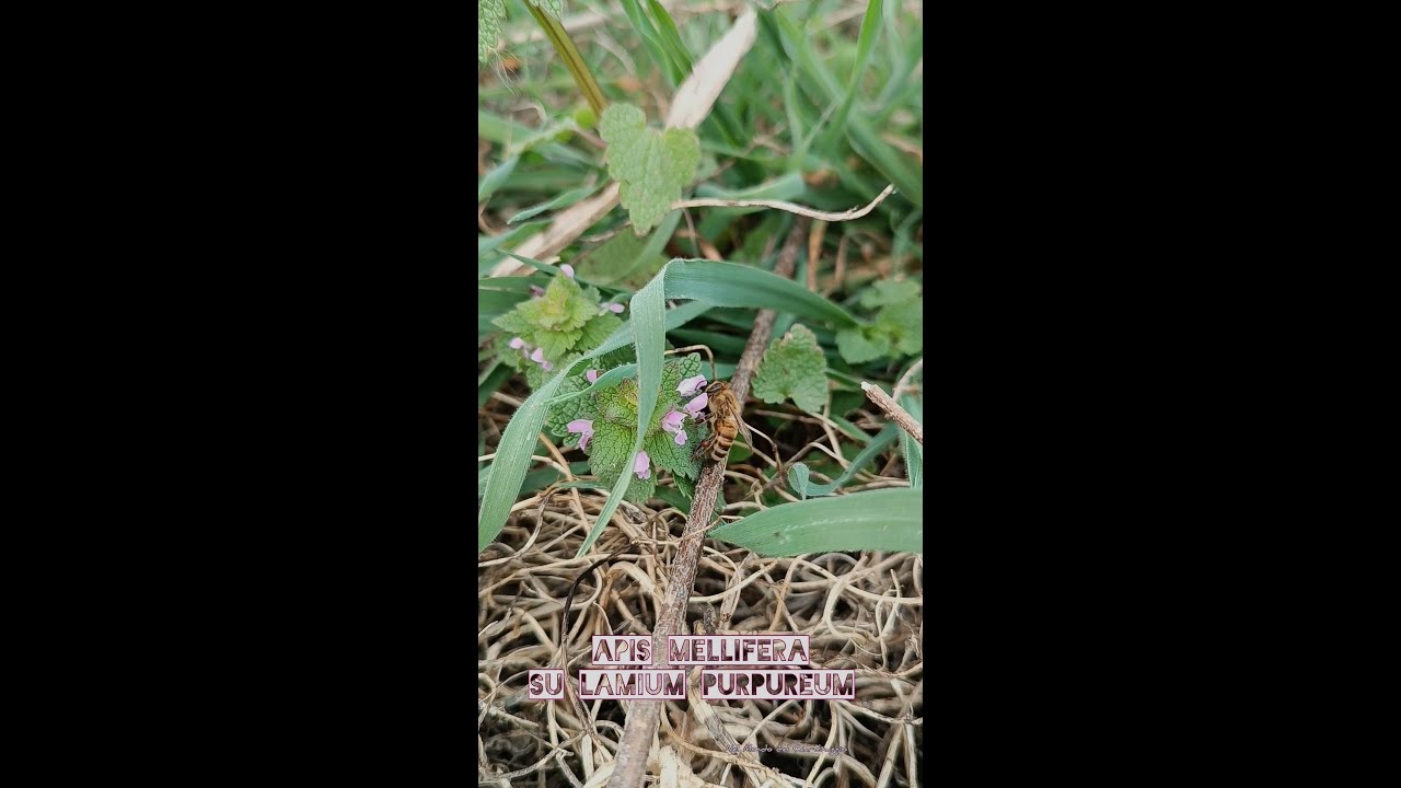 Lamium purpureum e Apis mellifera 🌸🐝 - #Api sul Lamio - Flora apistica ...