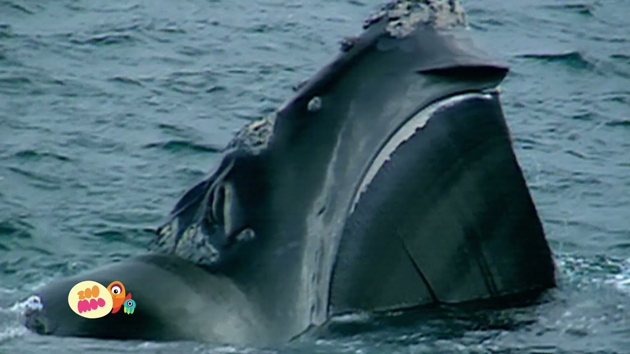 ZooMoo Specials Animals In Danger - YouTube