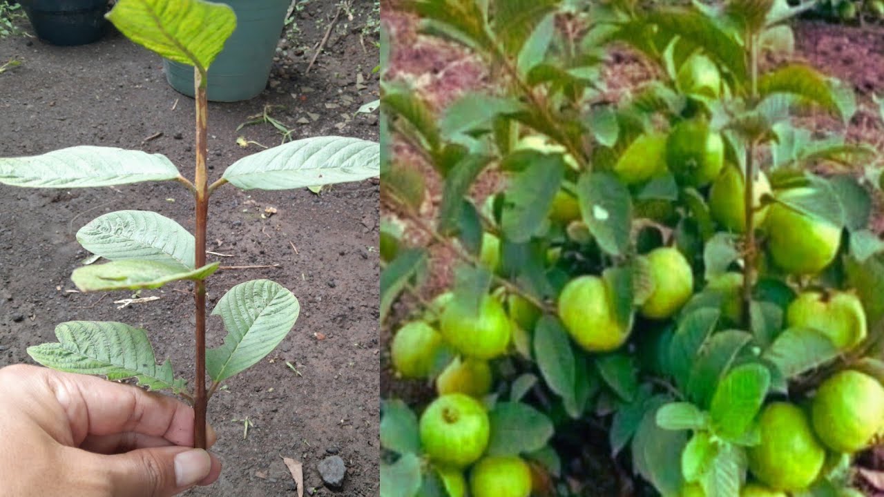 Simple and easy, the best way to propagate guava trees is from shoot ...
