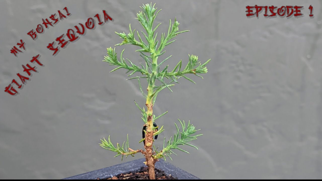 Giant Sequoia Bonsai 7-17-21 - YouTube