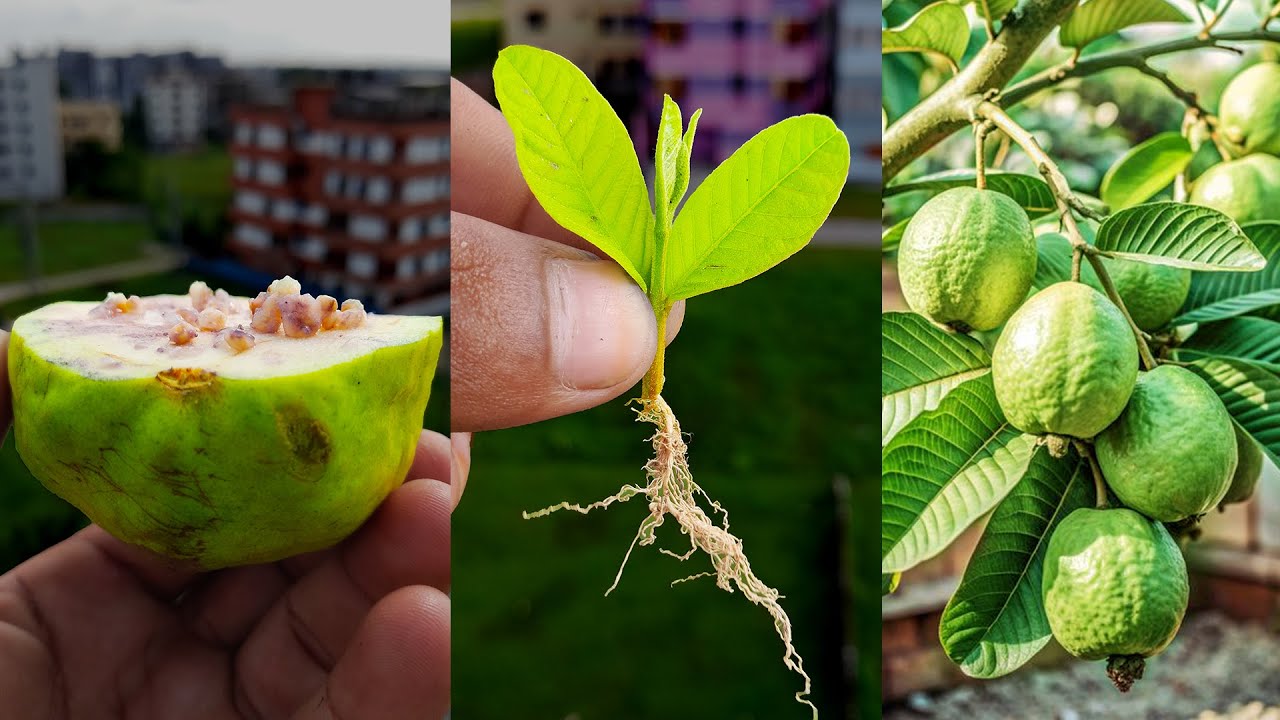 Growing Guava Trees From Seed Guide To Growing Guava Trees In A