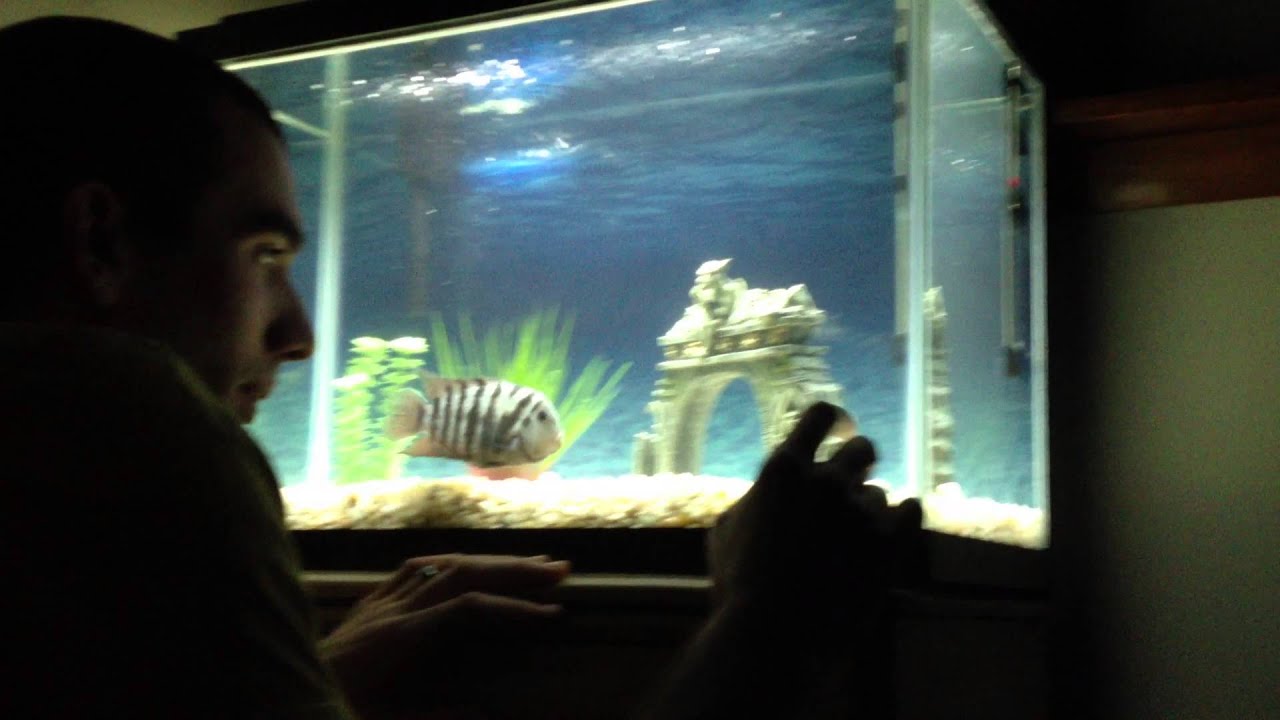 Fish Plays peek a boo - YouTube