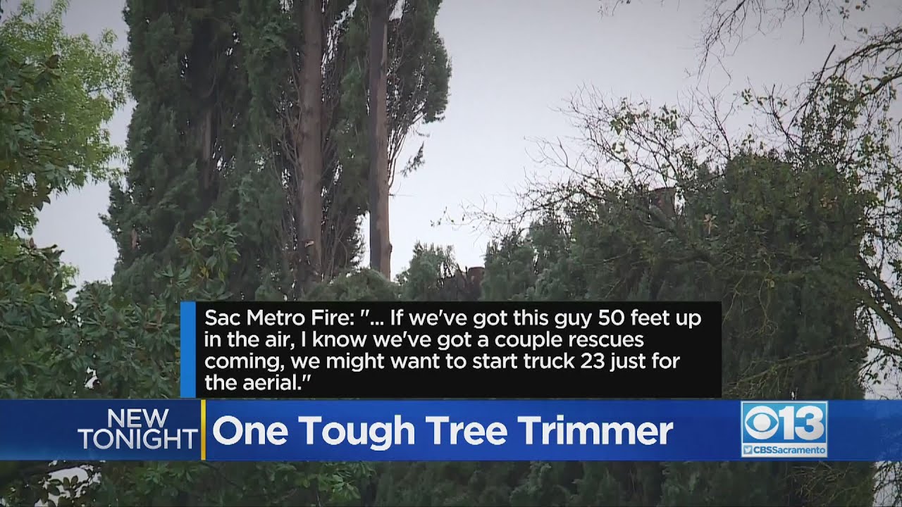 Tree Trimmer Has Horrifying Accident Dozens Of Feet Up In Citrus ...