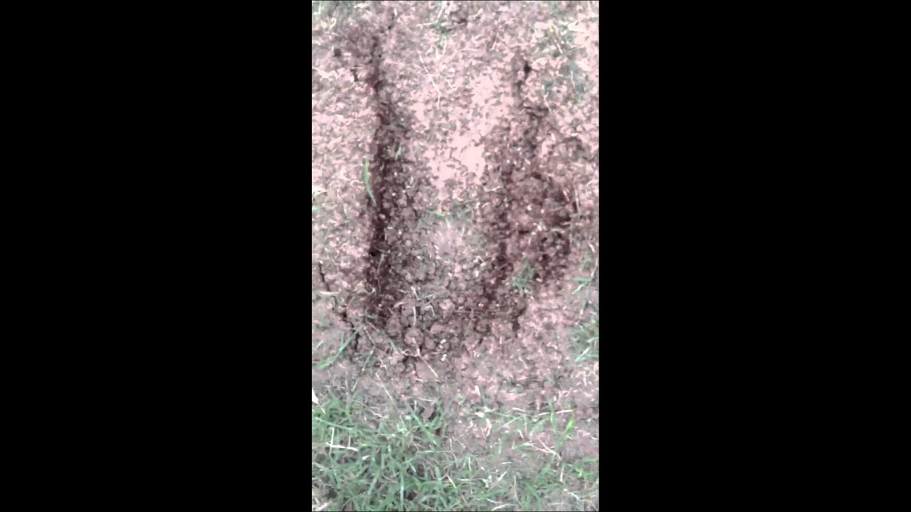 Fire Ants Attack - YouTube