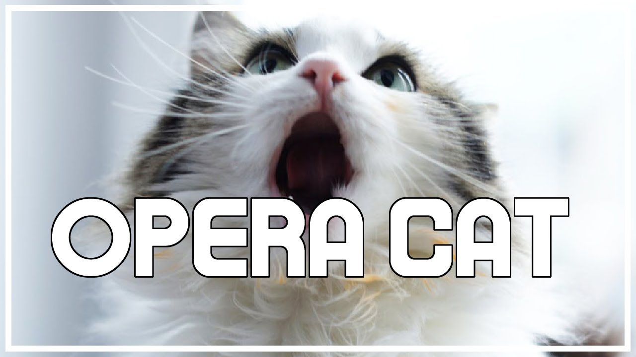 Half Hour Opera Cat - YouTube