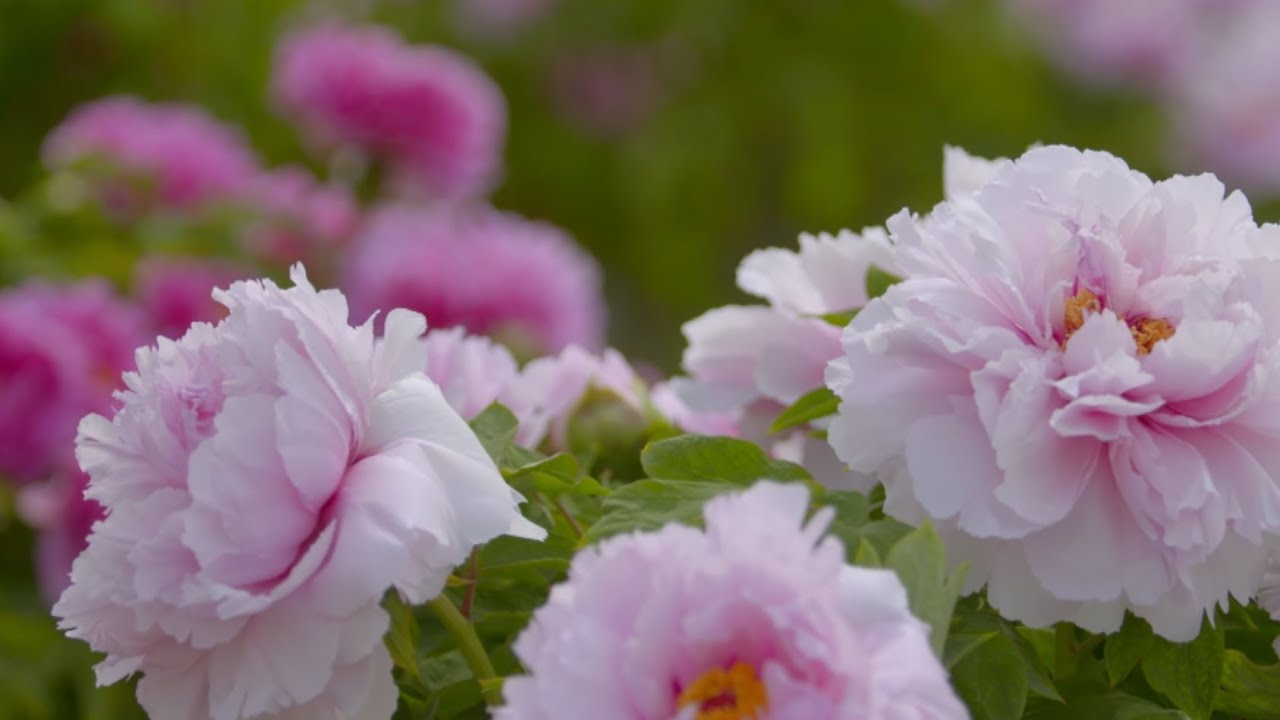 Heze photographer captures the allure of blooming peonies - YouTube