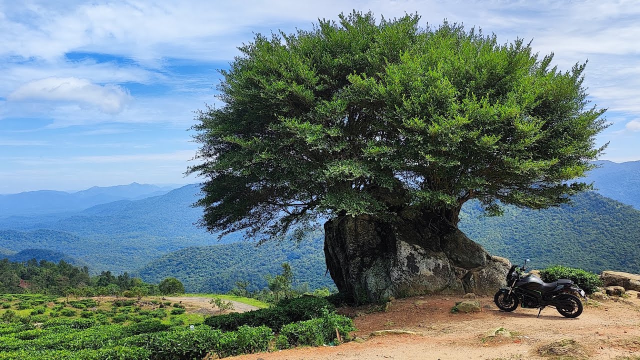 The lone tree in Ponmudi | an untraced location | trackless - YouTube