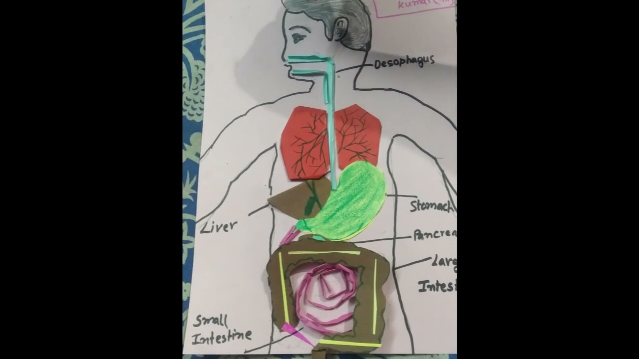 How human digestive system works/3d model of human digestive system ...