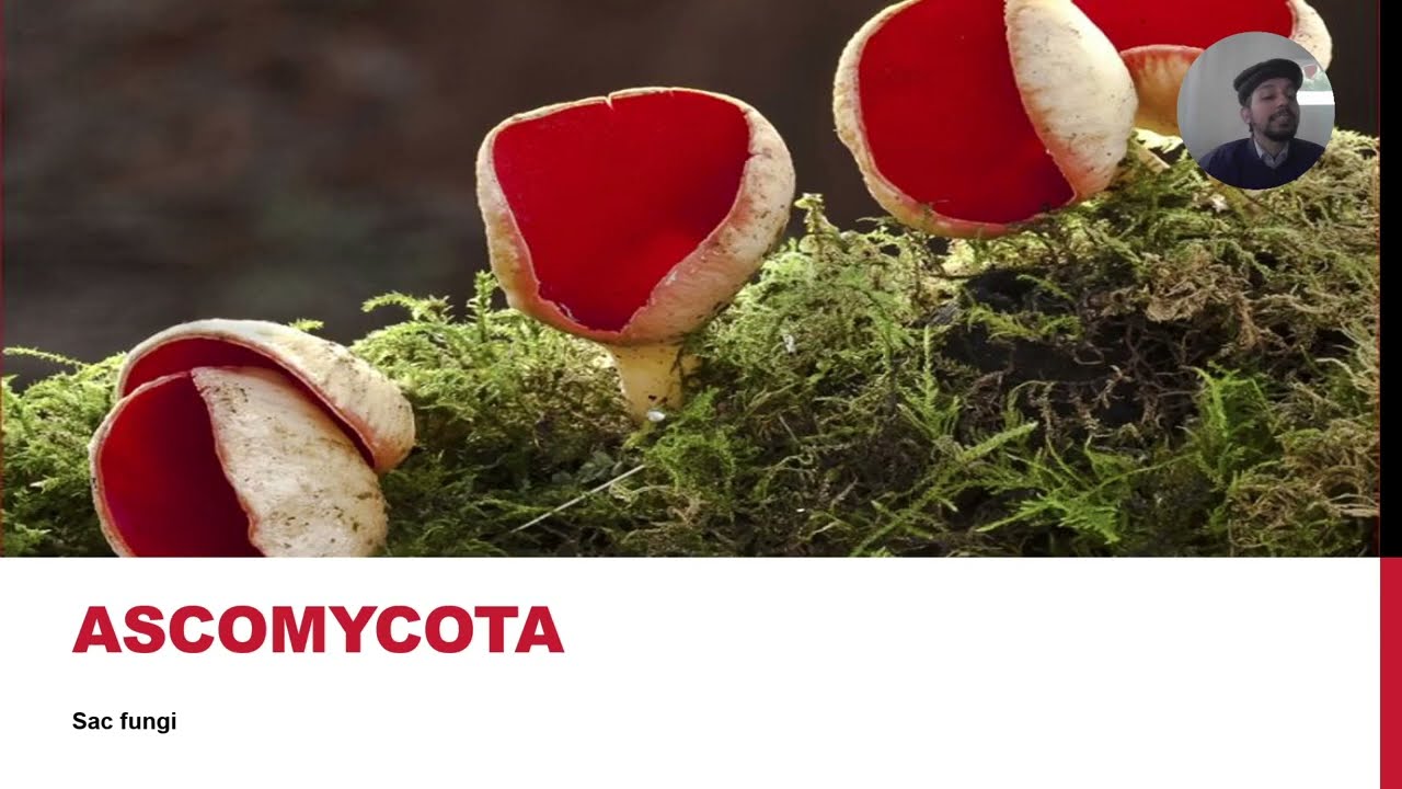 Sac Fungi Ascomycota