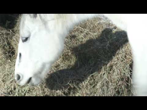 Horse Farts - Haha!!