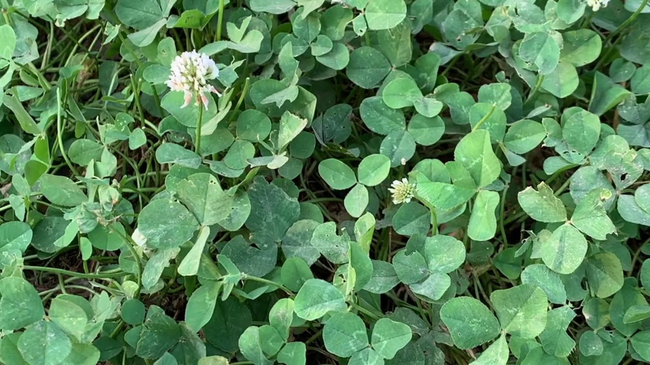 Clover identification and uses - YouTube