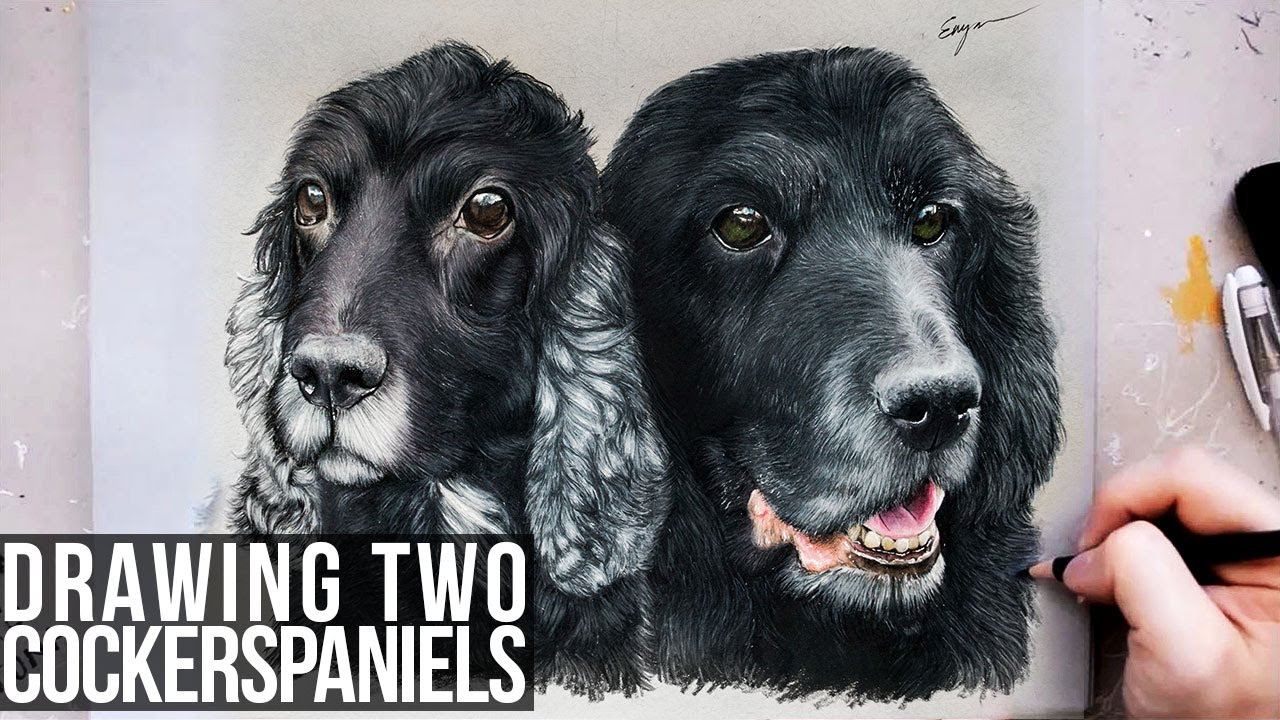 Drawing Two Cocker Spaniels - Pet Portraiture - YouTube