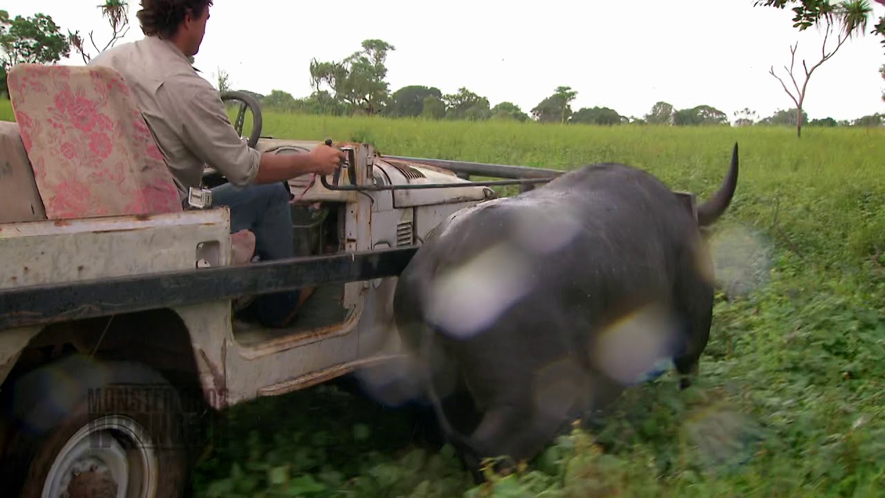 Catching wild Buffalo in the 'Mad Max' Machine - YouTube
