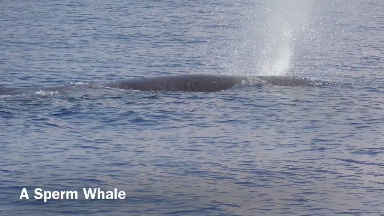 Whale Watching Imperia, Italy - YouTube