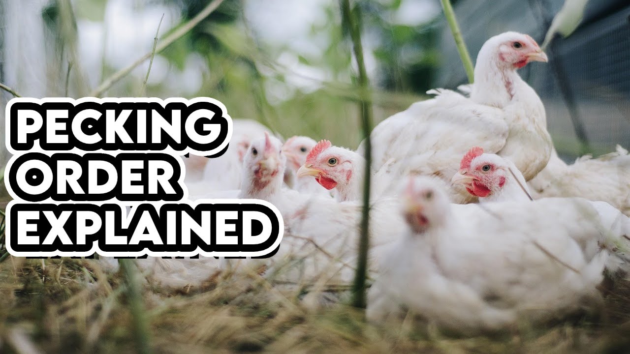 The Pecking Order Explained: The Ultimate Chicken Guide #1 - YouTube