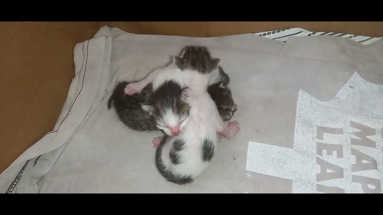 New Born Puspin Kittens Cuddle - YouTube