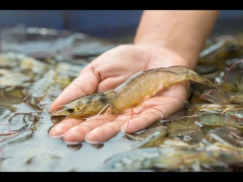 Muda de camarón. - YouTube