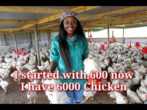I STARTED WITH 600 CHICKEN NOW I HAVE 6000 CHICKEN - YouTube
