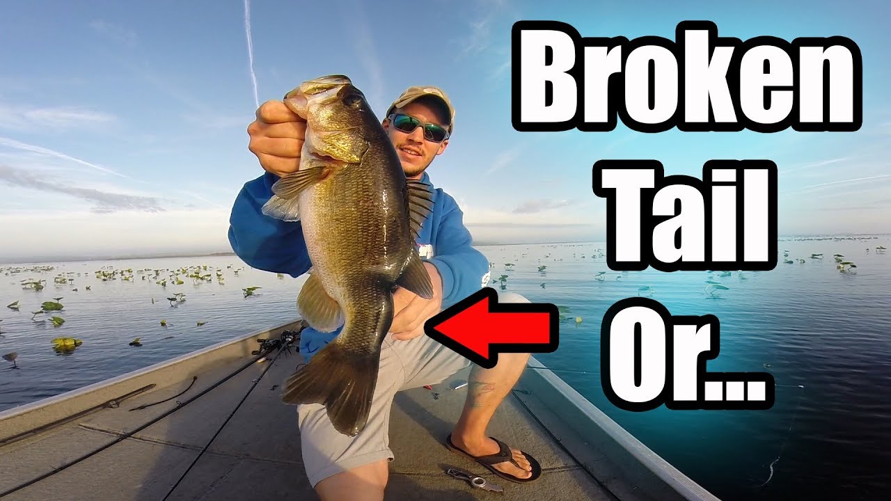 Deformed Tail? : Bass Fishing Lake Kissimmee - YouTube