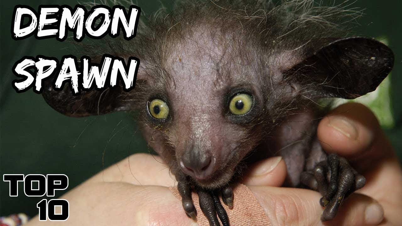 Top 10 Scary Animals People Keep As Pets - YouTube