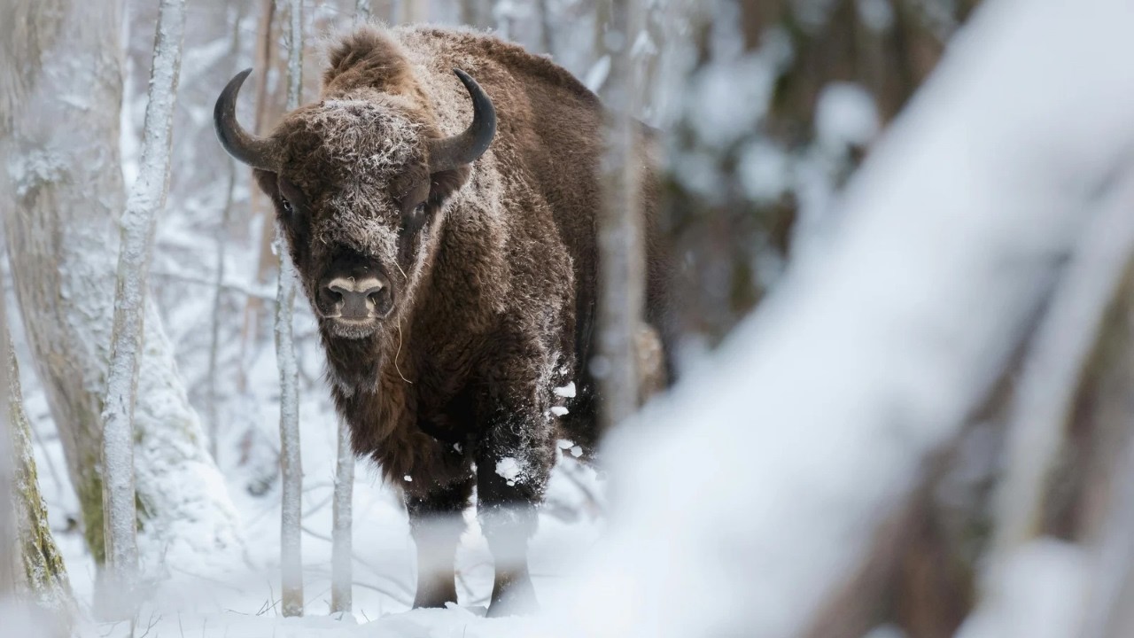 Winter Wildlife: European Animals in their Winter Coats| Relaxing Piano ...