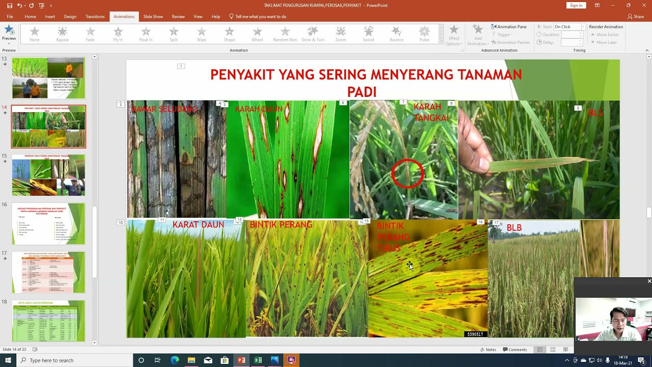 perosak dan penyakit padi - YouTube