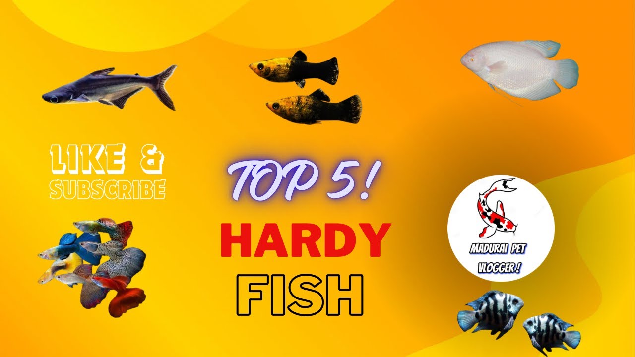 5 Hardy Fish That Can Survive in Harsh Conditions - YouTube