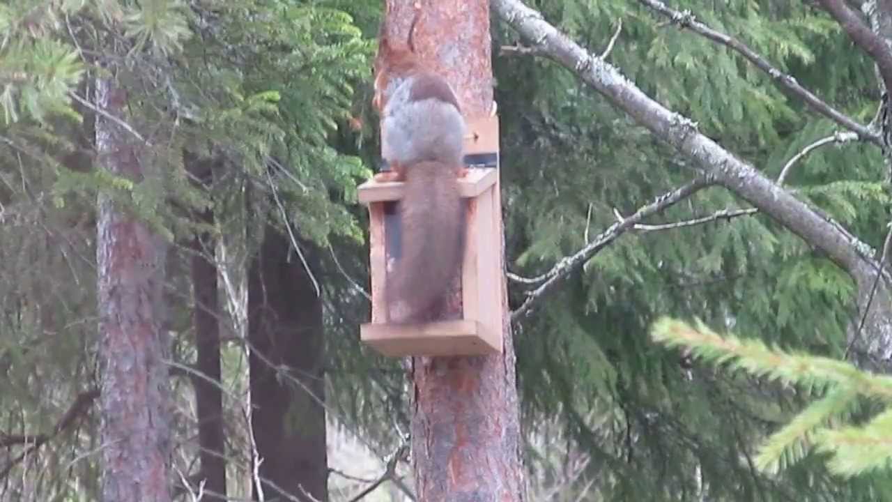 Oravan ruokinta-automaatti - YouTube