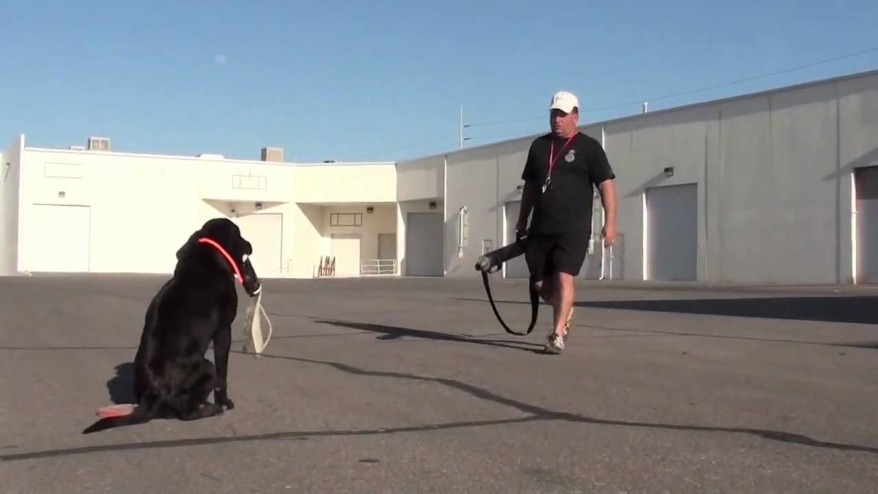 Labrador Retriever Gun Dog Training - YouTube