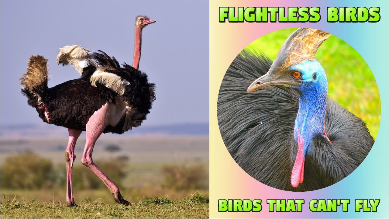 Flightless Birds for Kids - Birds That Can't Fly #flightlessbird # ...