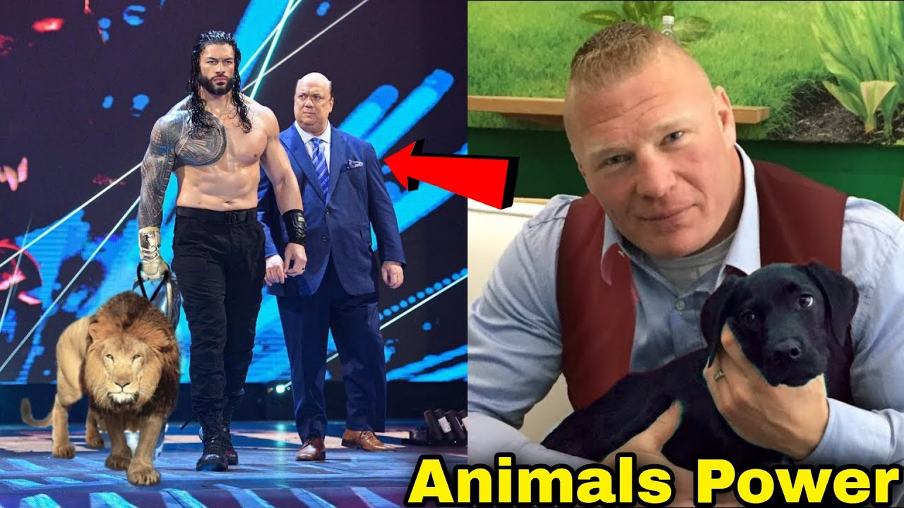 5 WWE Superstars Who Look Alike ANIMALS Roman Reigns, The Rock, Braun ...