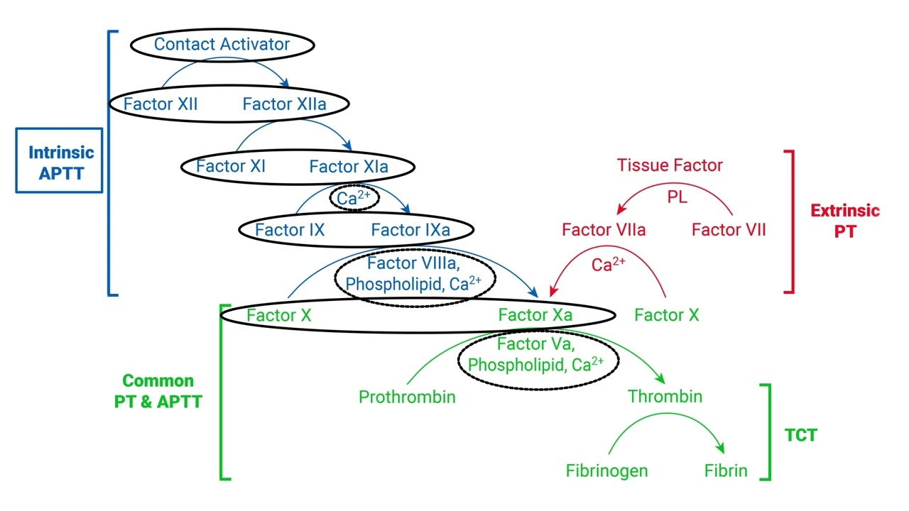 Coagulation Cascade - YouTube