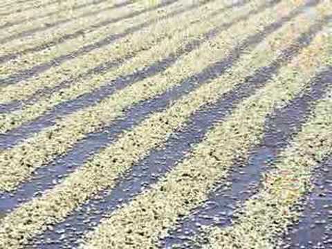 Dota Coffee Cooperative, Costa Rica - YouTube