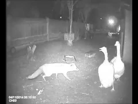 November visit by a fox & attacks the goose - YouTube