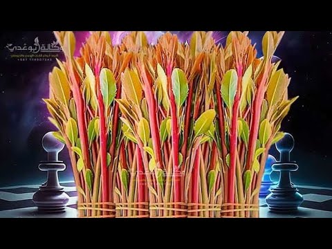 شاهد قات في قمه الروعه - YouTube