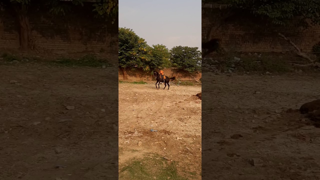 Qazi musa imran giving training to horse - YouTube