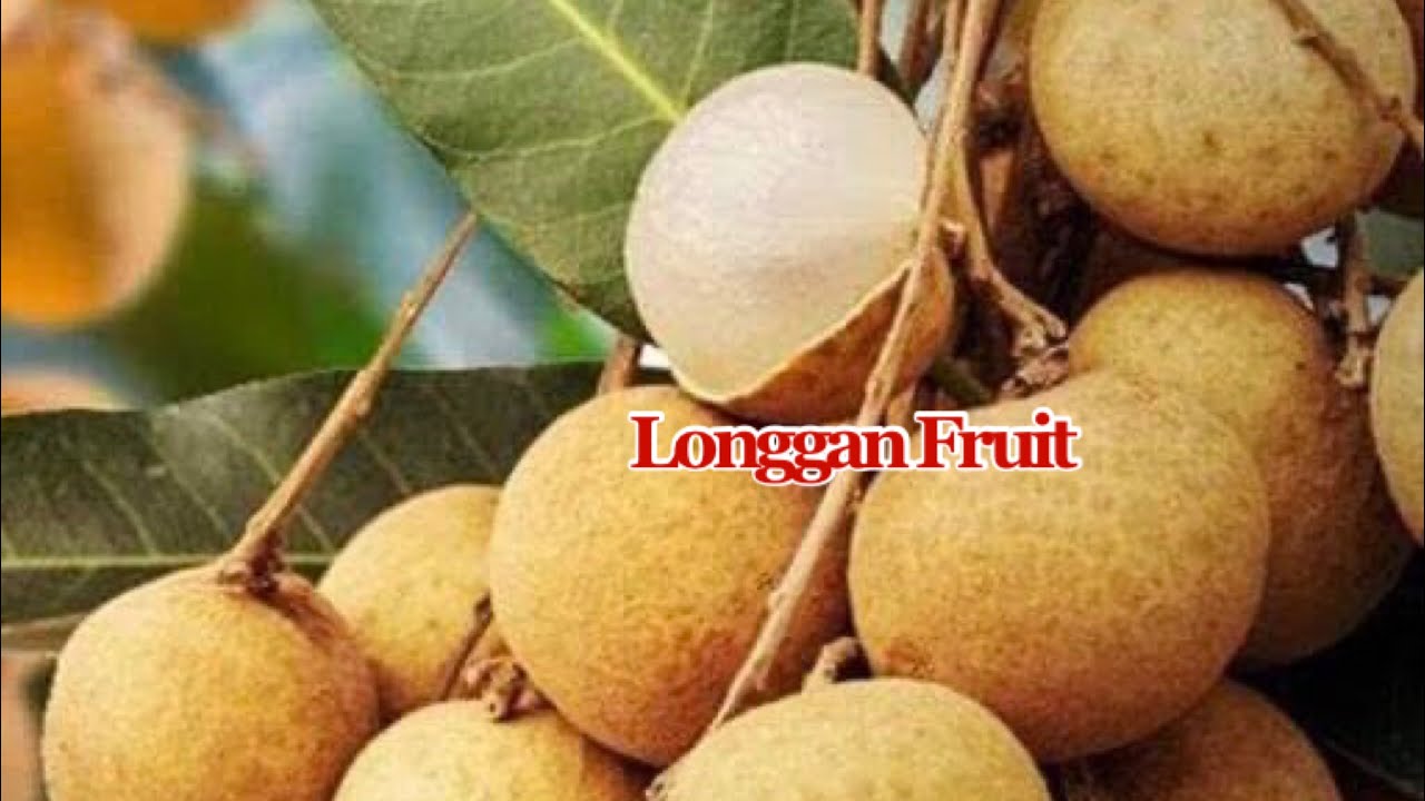 Debbie Karon is live! Delicious Longgan Fruit#Satisfying#yummmy - YouTube