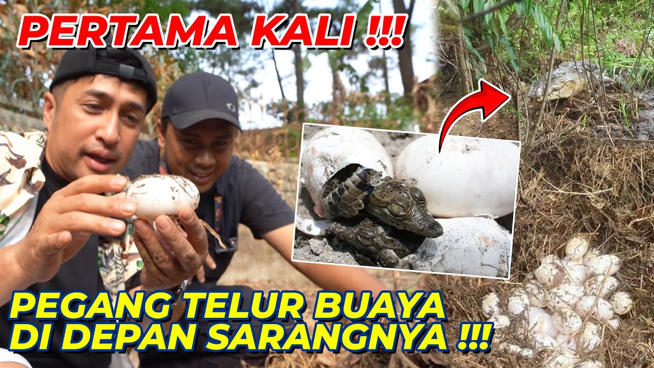 PANIK...!! UNBOXING TELUR BUAYA DI DEPAN INDUKNYA..!! - YouTube