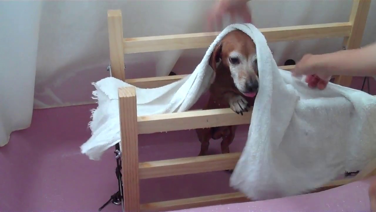 How to wash a small dog at home in the shower ? - YouTube