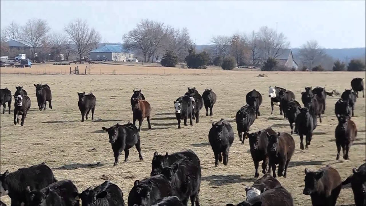 Ogden Cattle Co. Hangin Tree Cowdogs 'Fetching Weaned Heifers' - YouTube