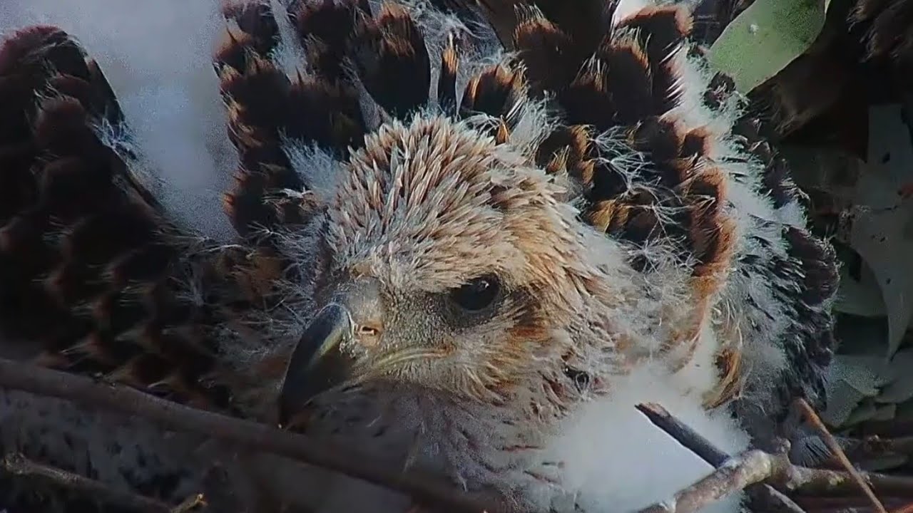 Full crop and good closeup of eaglet | Sea-EagleCAM | Sept 14, 2024 ...