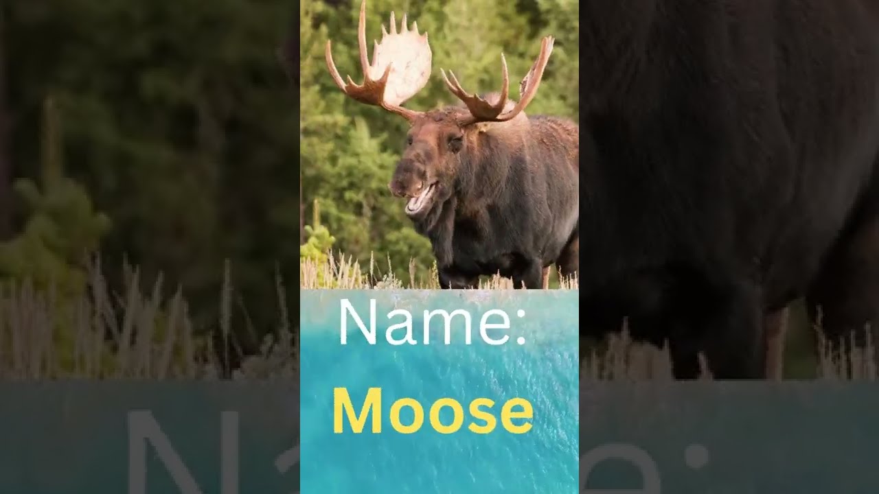 Moose - YouTube