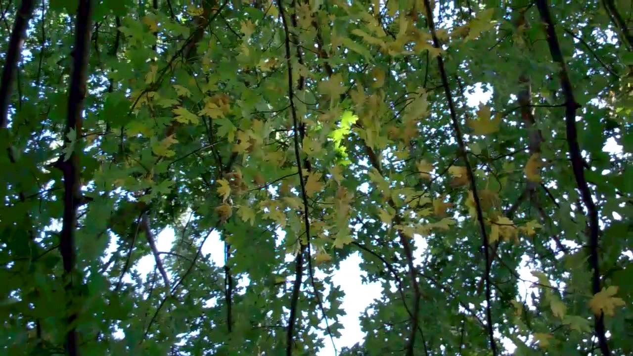 Jumping Off Trees (10-7-11) Day 22 - YouTube